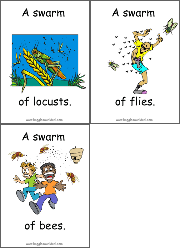 Animal Collective Noun Flashcards Animal Collective Noun Flashcards